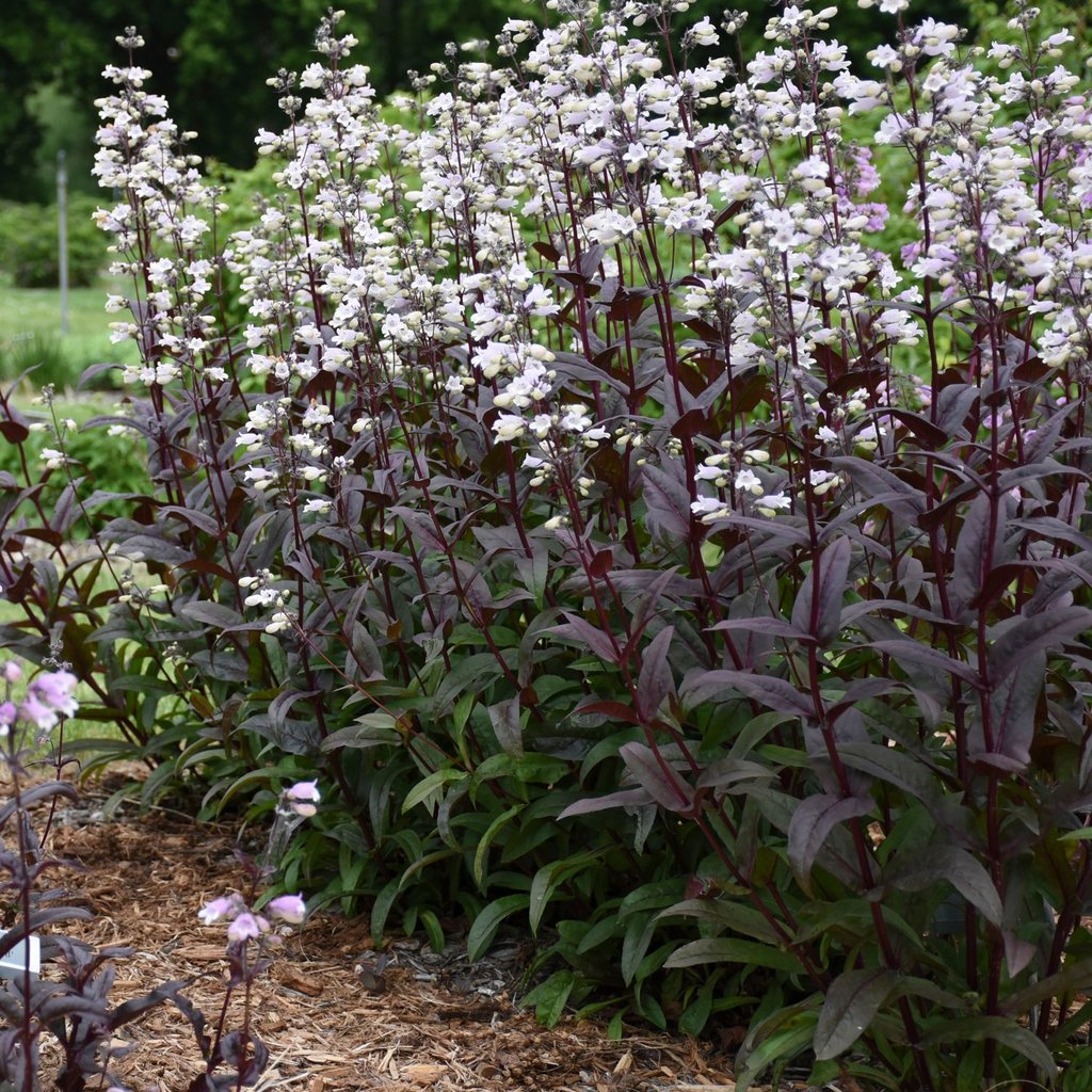 Onyx and Pearls - Beardtongue - Penstemon hybrid | Proven Winners