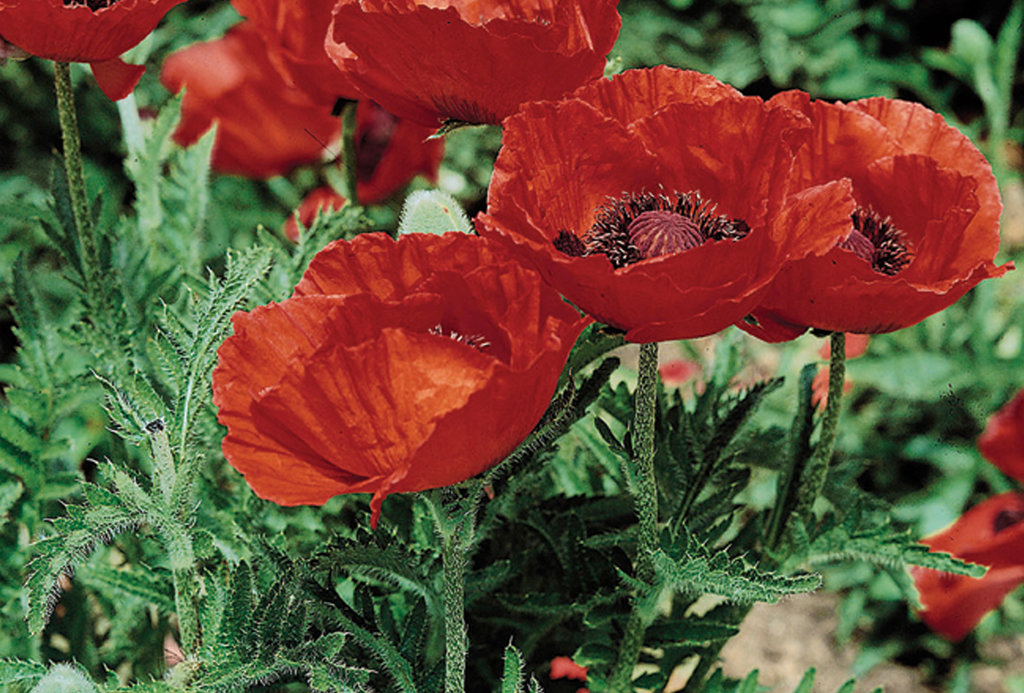 Beauty of Livermere - Oriental Poppy - Papaver orientalis | Proven Winners