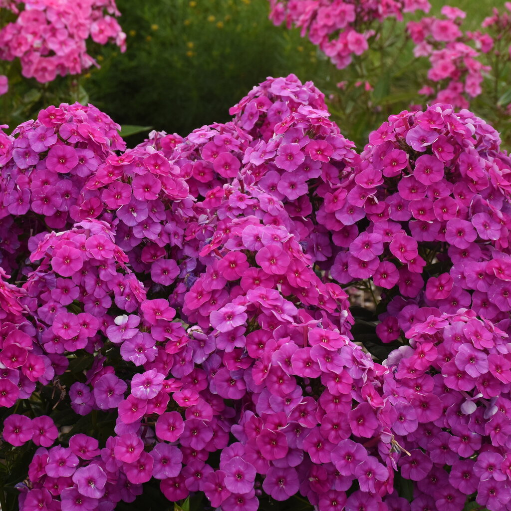 Garden Girls® 'Material Girl' - Tall Garden Phlox - Phlox paniculata ...