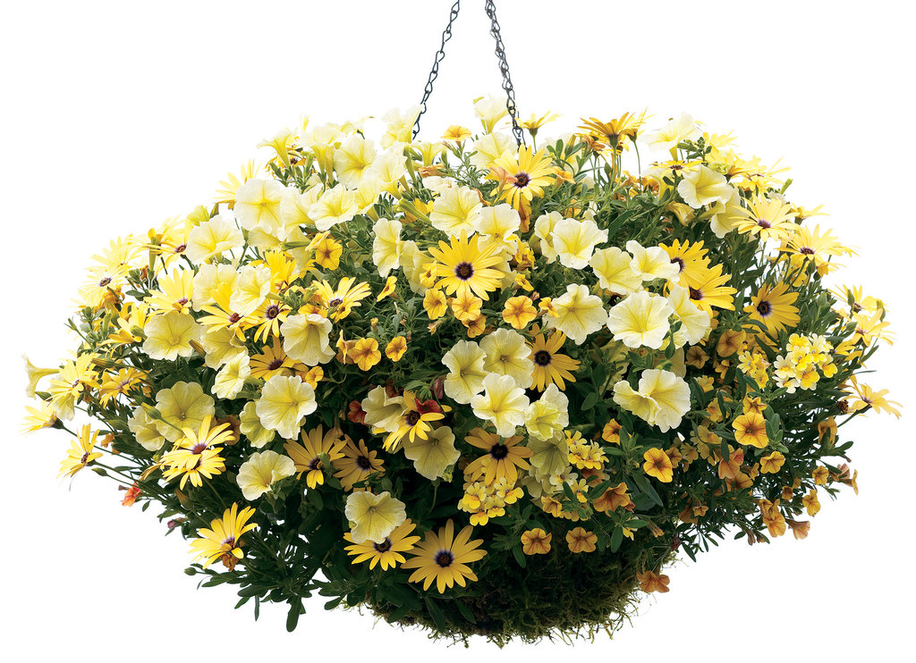 Surfinia® Patio Yellow - Petunia hybrid | Proven Winners