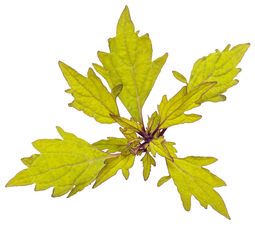 ColorBlaze® Royale Pineapple Brandy™ - Coleus scutellarioides | Proven ...