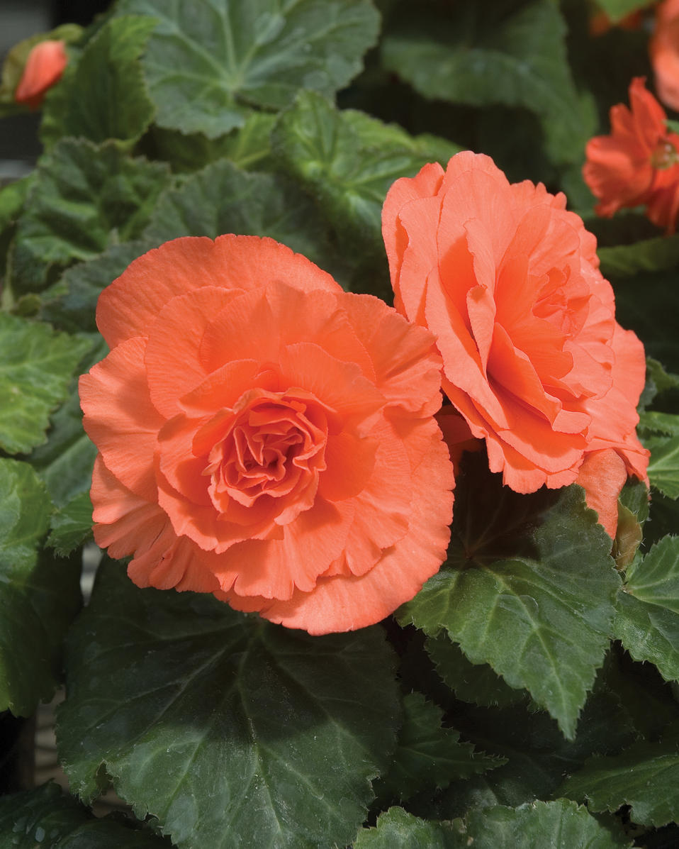 Nonstop® Deep Salmon - Tuberous Begonia - Begonia x tuberhybrida ...