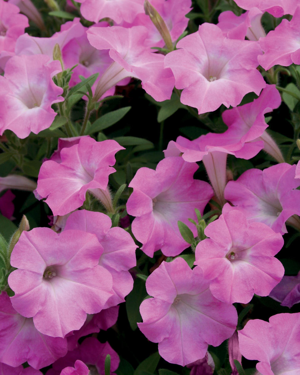 301 Moved Permanently