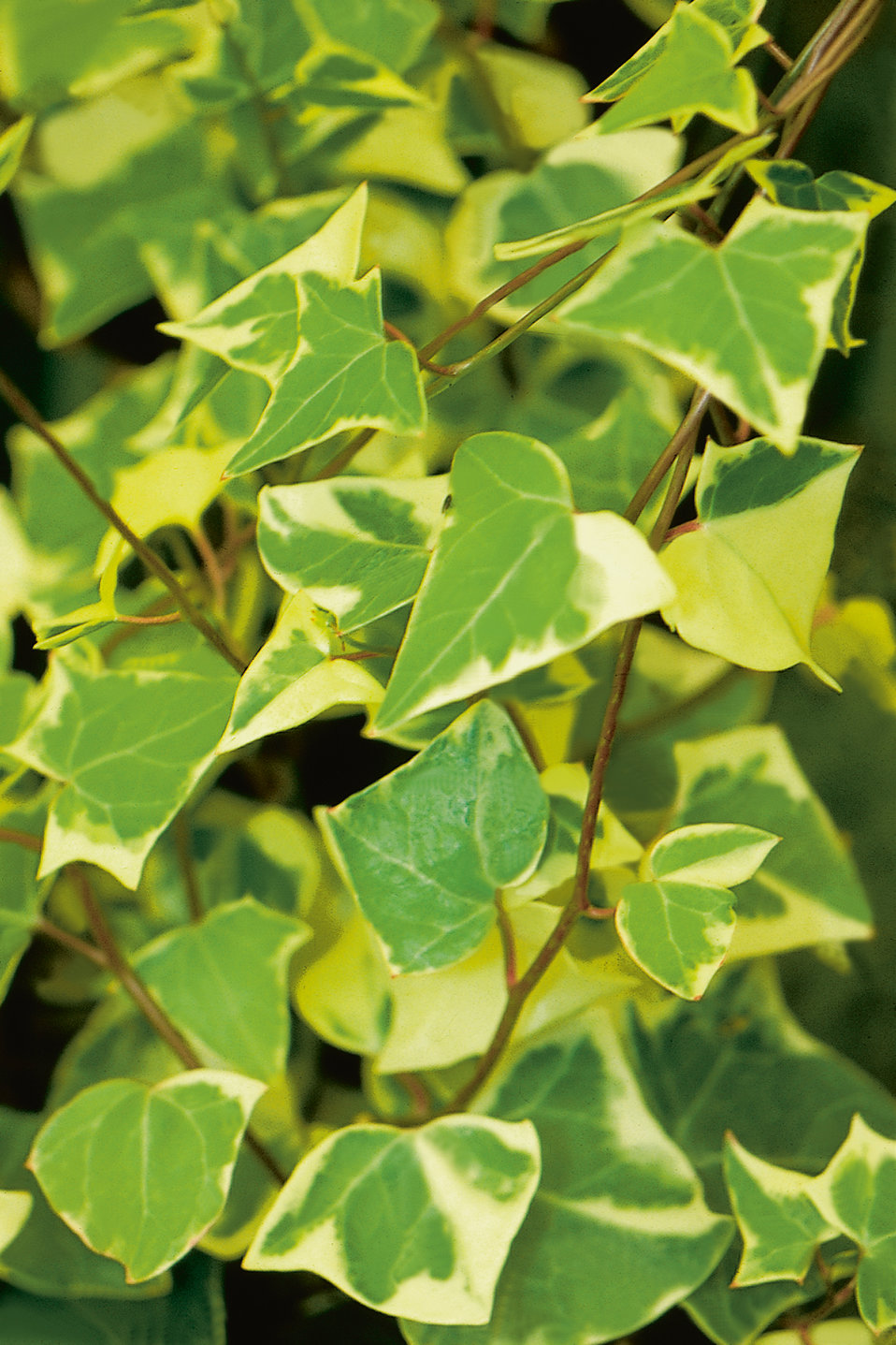 Variegata - German Ivy - Senecio mikanioides | Proven Winners