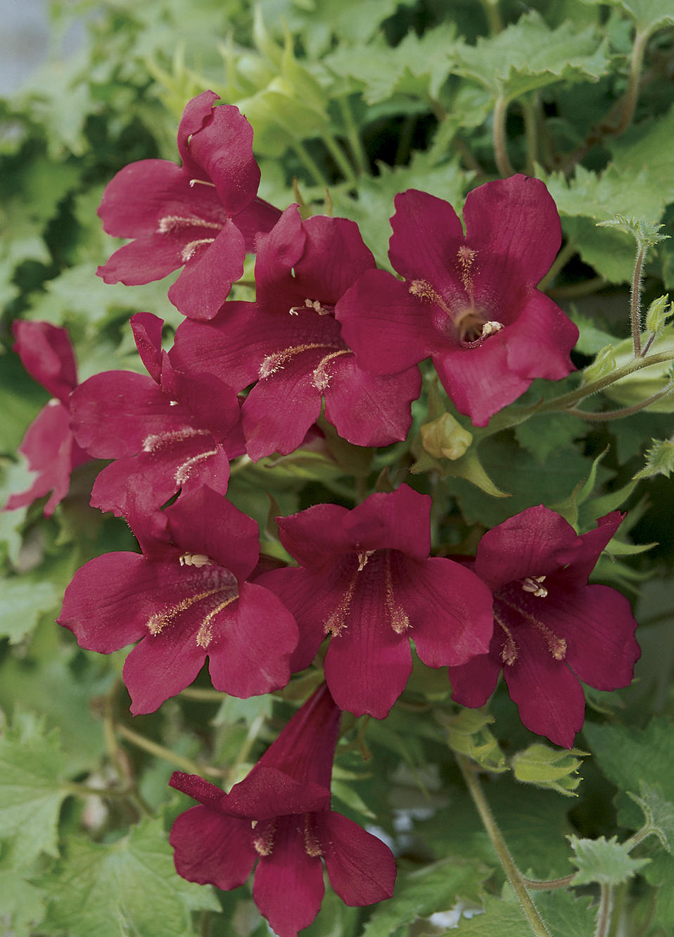 Lophospermum - Alchetron, The Free Social Encyclopedia