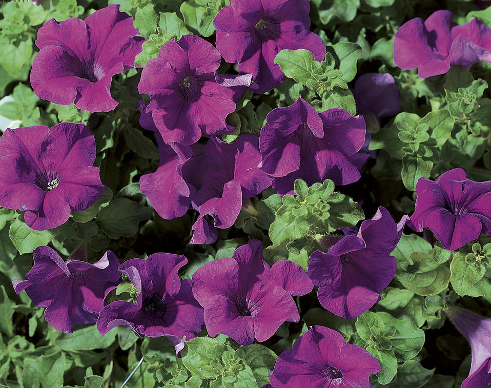 Surfinia® Giant Blue - Petunia hybrid | Proven Winners