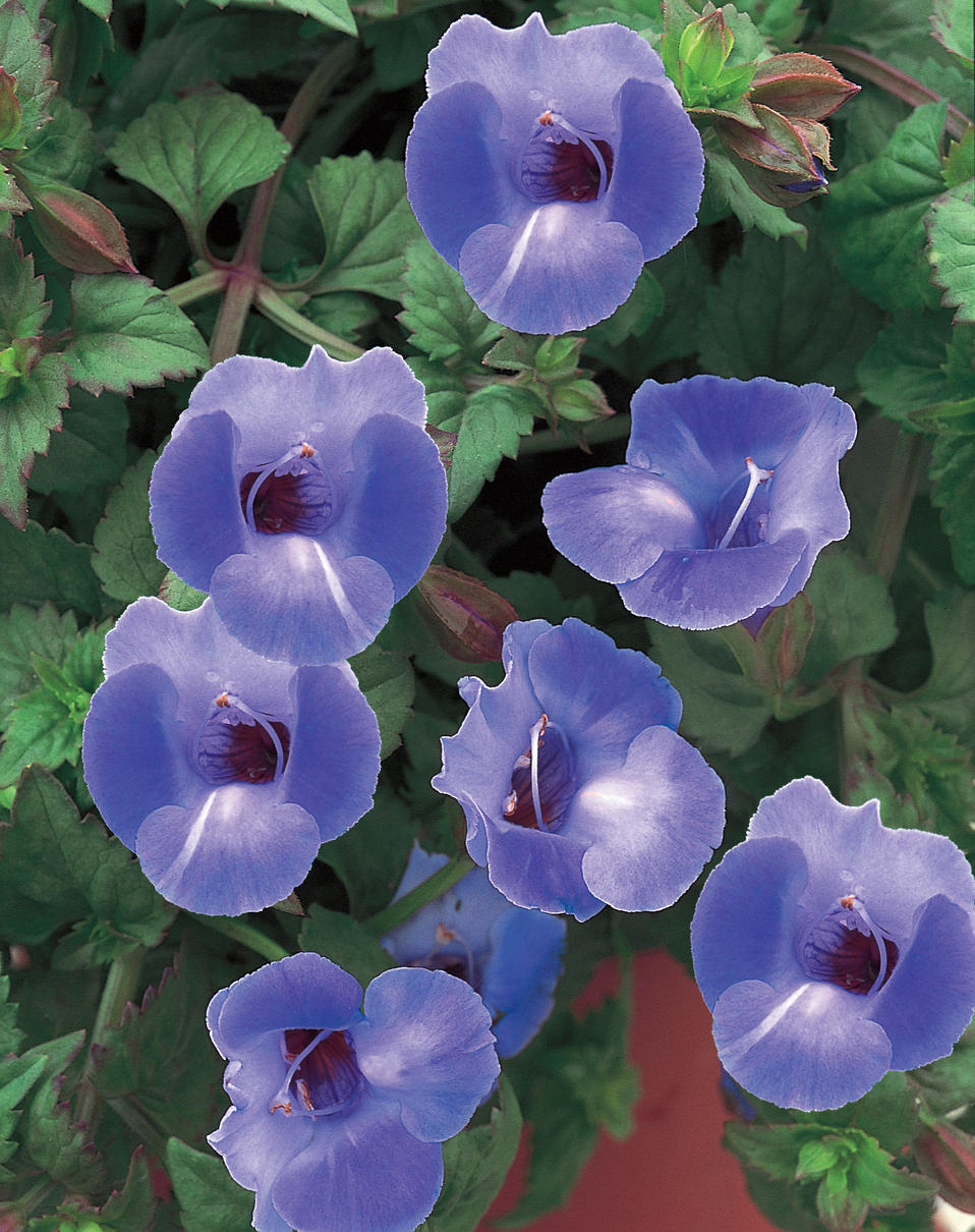 Images for Summer Wave® Trailing Large Blue - Wishbone Flower - Torenia ...