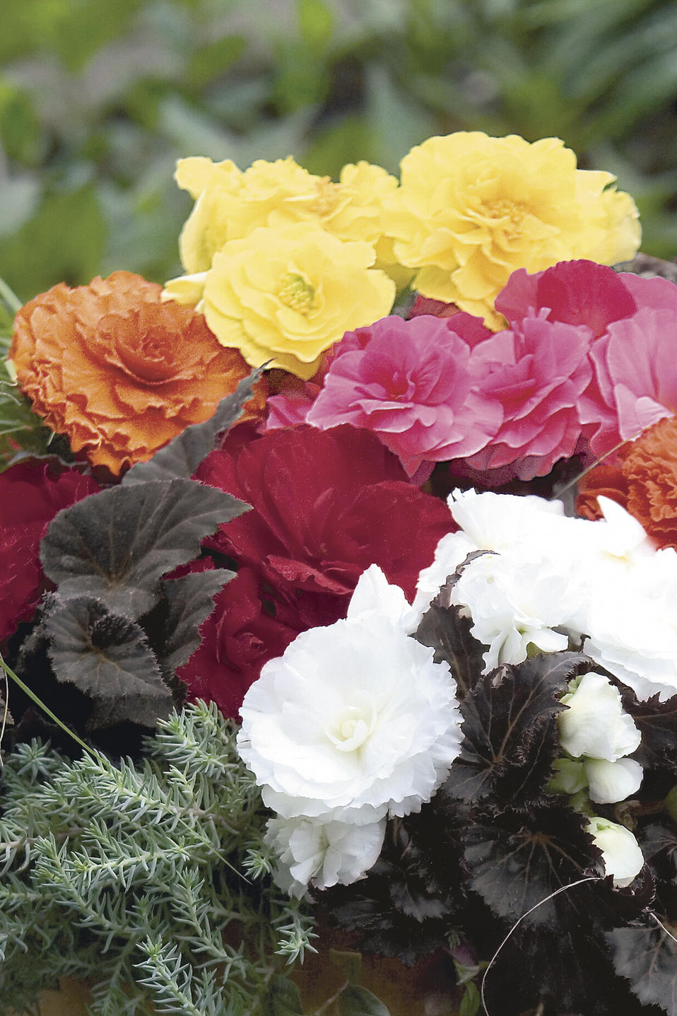 Nonstop® Mocca Mix - Tuberous Begonia - Begonia x tuberhybrida | Proven ...