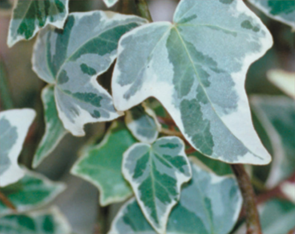 Glacier - Ivy - Hedera helix | Proven Winners