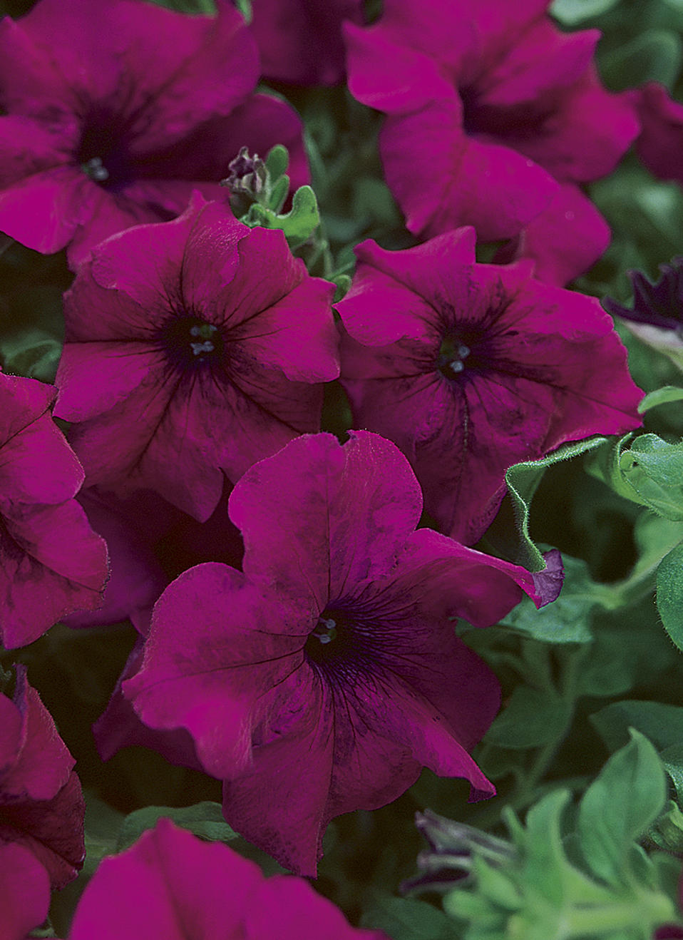 Surfinia® Magenta - Petunia hybrid | Proven Winners