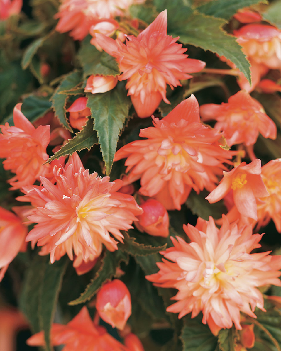 Belleconia™ Soft Orange - Tuberous Begonia - Begonia hybrid | Proven ...