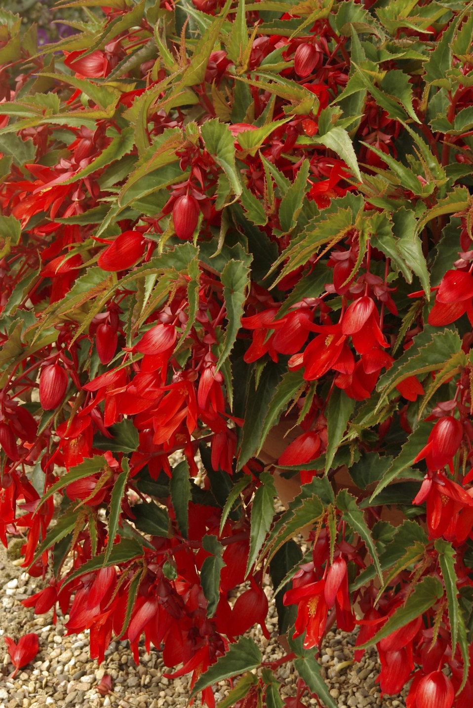 Summerwings® Deep Red - Tuberous Begonia - Begonia hybrid | Proven Winners