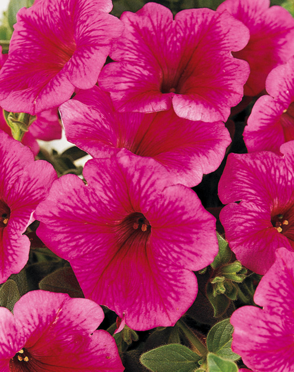 Supertunia® Trailing (Formerly Mini) Strawberry Pink Veined - Petunia ...
