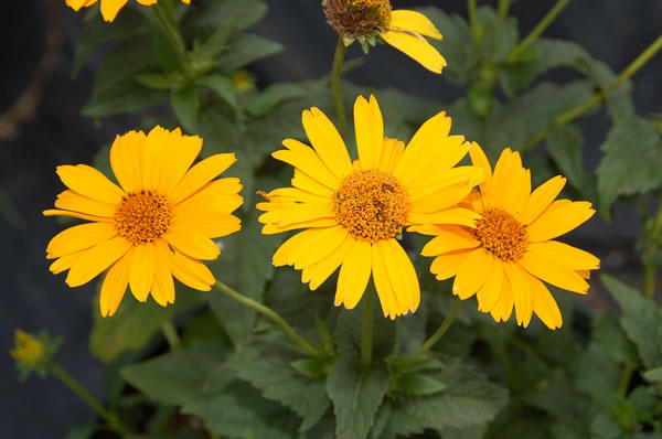 Images for 'Tuscan Sun' - Perennial Sunflower - Heliopsis helianthoides ...