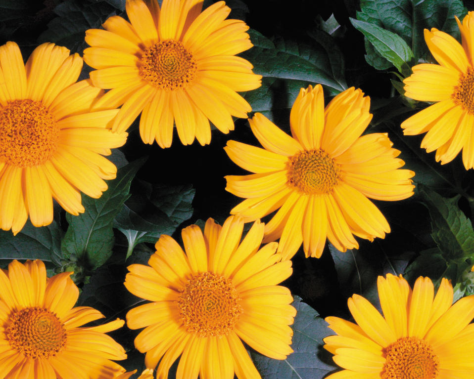 Images for 'Tuscan Sun' - Perennial Sunflower - Heliopsis helianthoides ...