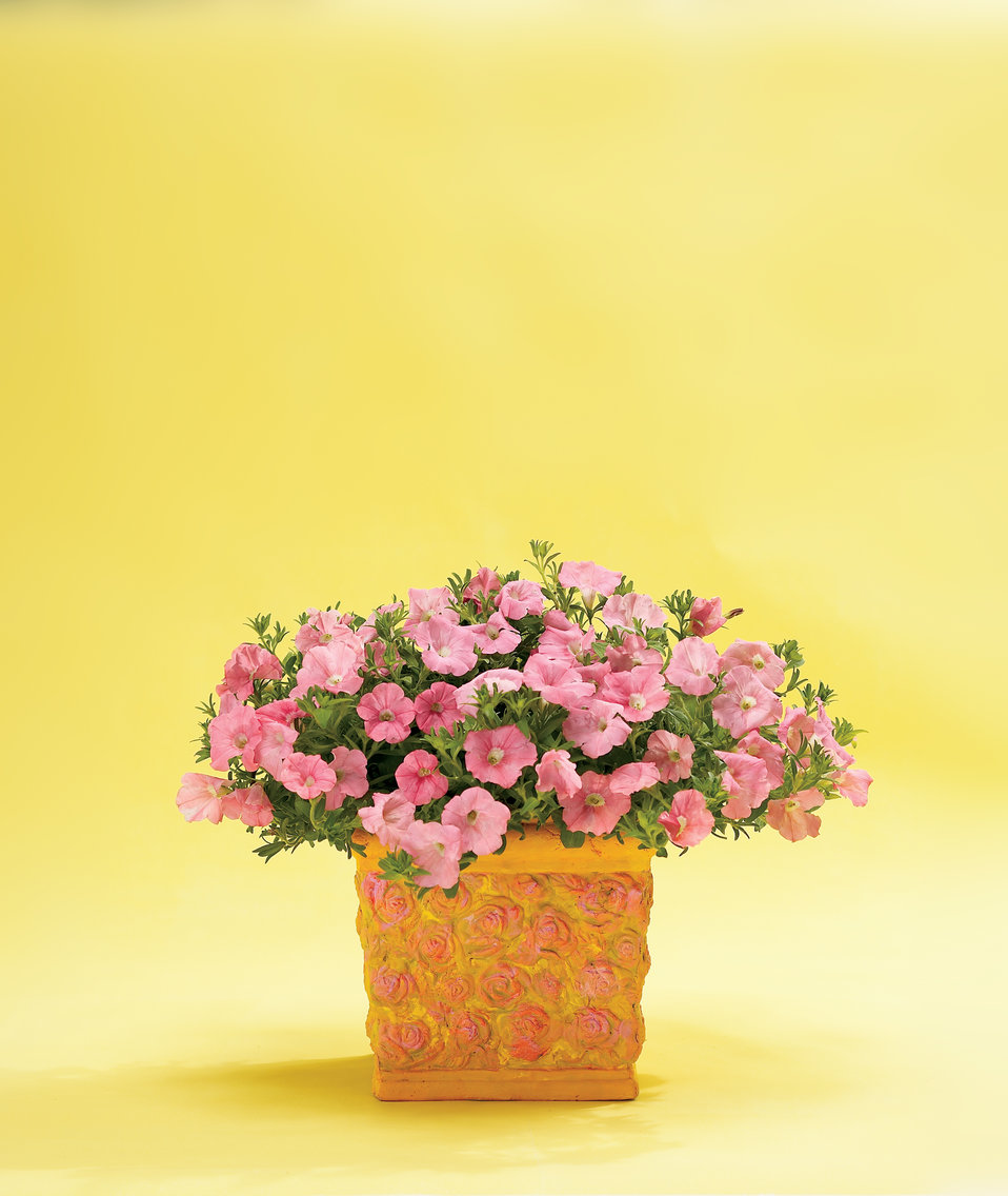 Images for Supertunia® Bermuda Beach® (Retired May 2023) - Petunia ...