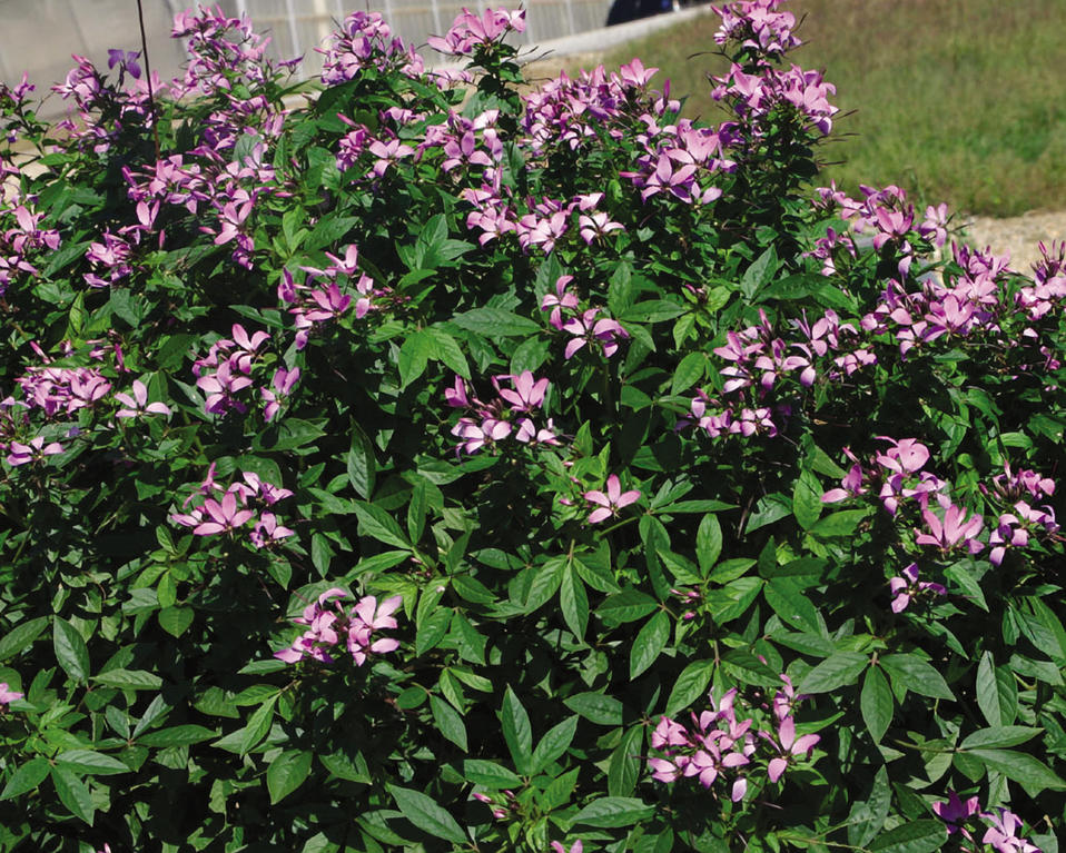 Images for Señorita Rosalita® - Spider Flower - Cleome | Proven Winners