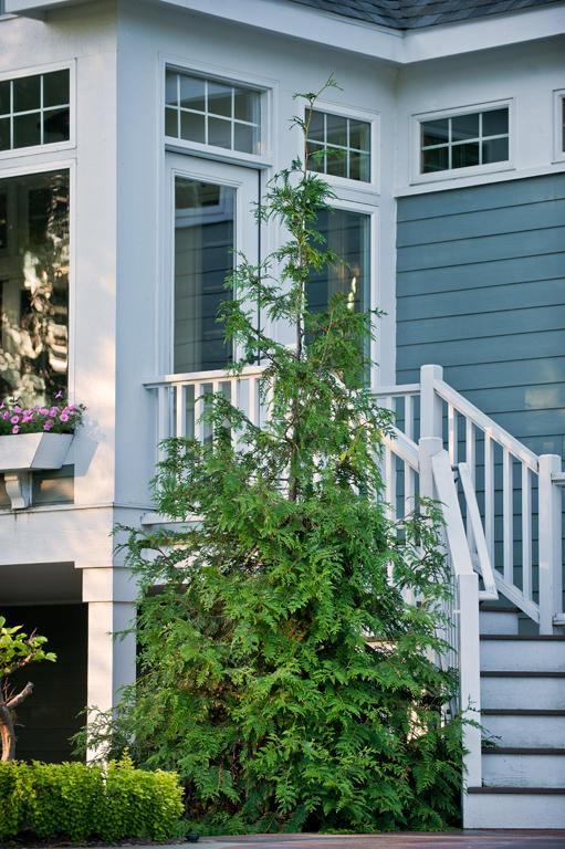 Images for Sunjoy Gold Pillar® - Barberry - Berberis thunbergii ...