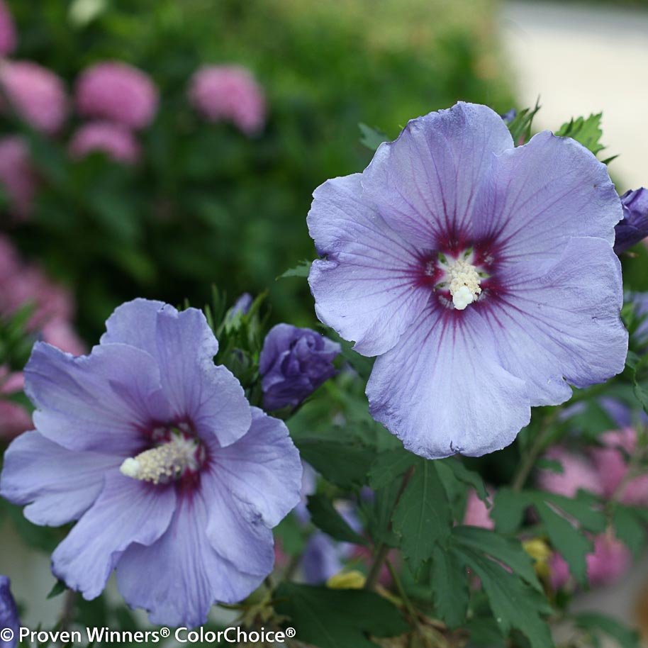 Azurri Blue Satin® - Rose of Sharon - Hibiscus syriacus | Proven Winners