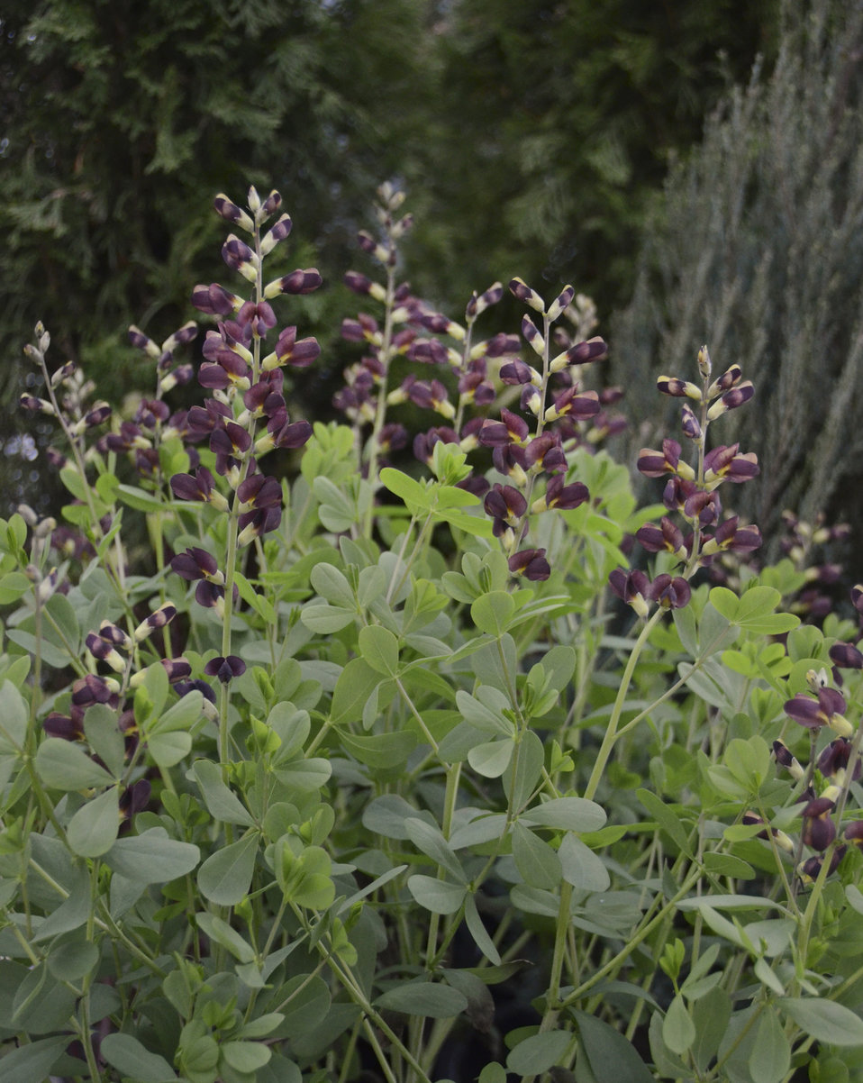 Decadence® 'Dutch Chocolate' - False Indigo - Baptisia hybrid | Proven ...