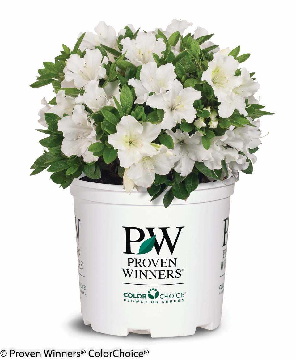 Images for Bloom-A-Thon® White - Reblooming Azalea - Rhododendron x ...
