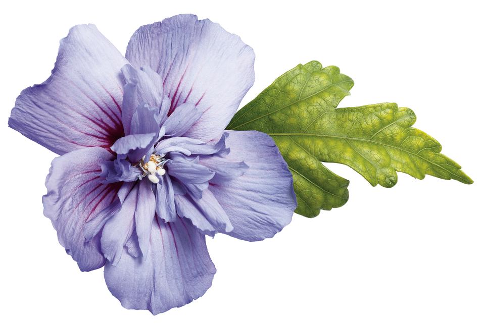 Images for Blue Chiffon® - Rose of Sharon - Hibiscus syriacus | Proven ...