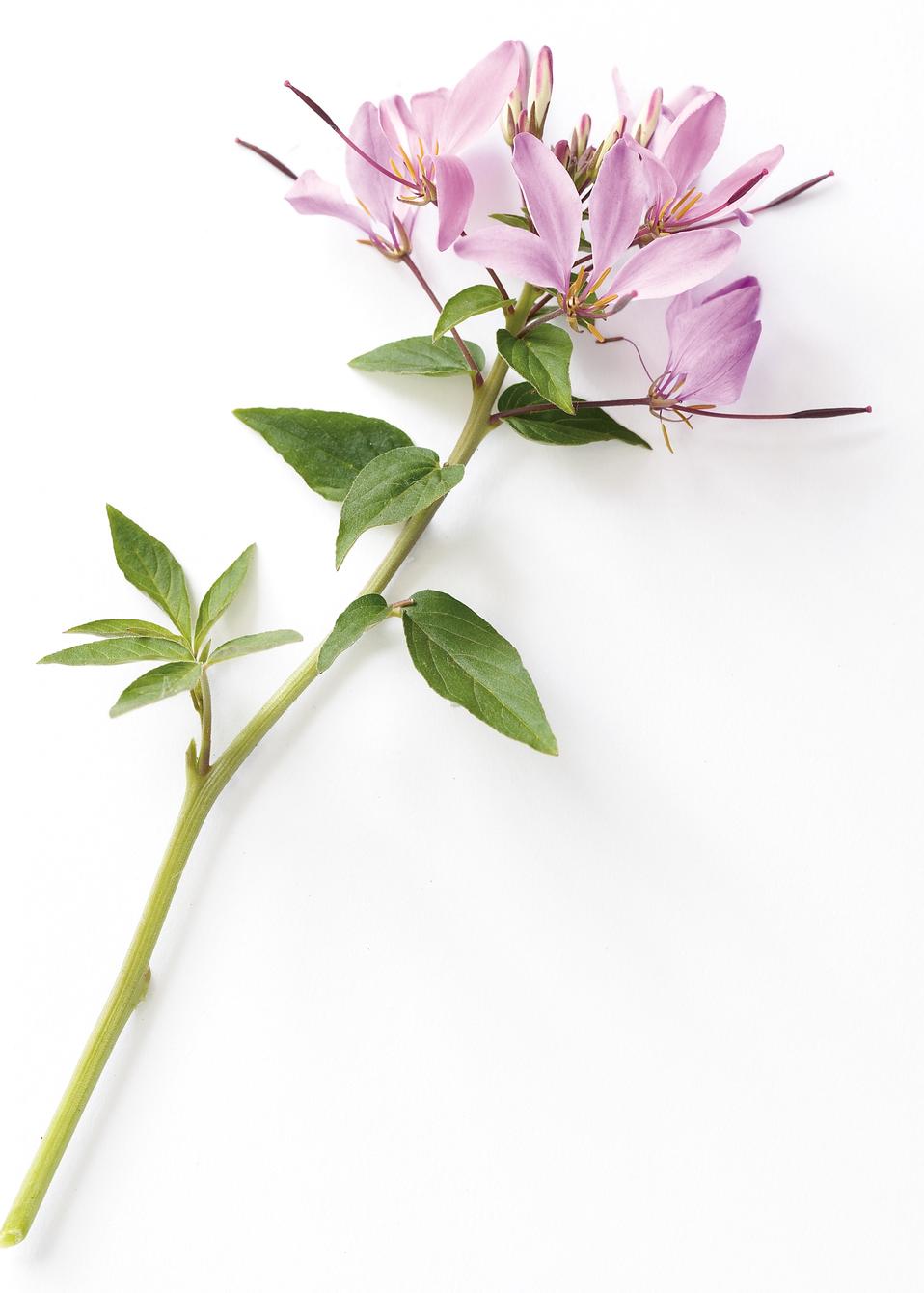 Images for Señorita Rosalita® - Spider Flower - Cleome | Proven Winners