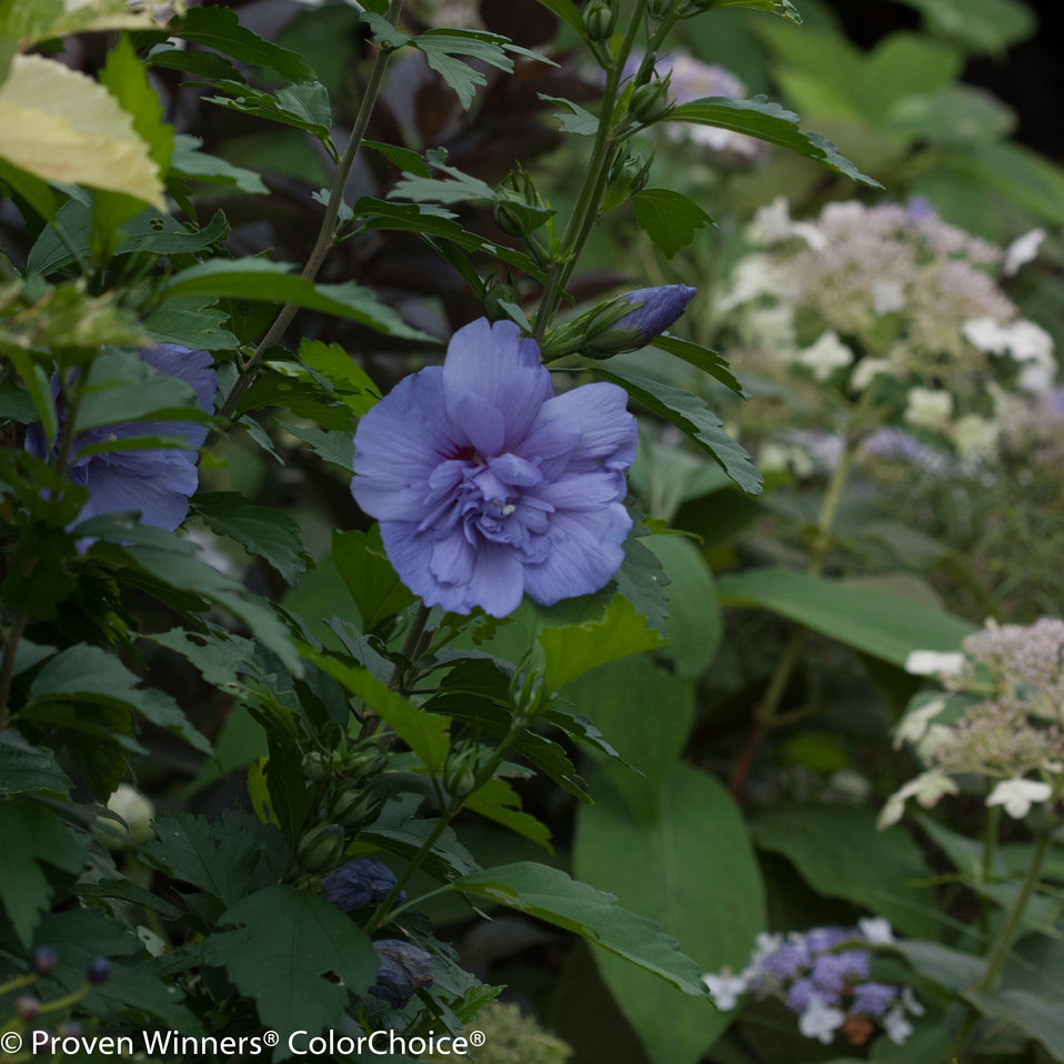 Images for Blue Chiffon® - Rose of Sharon - Hibiscus syriacus | Proven ...