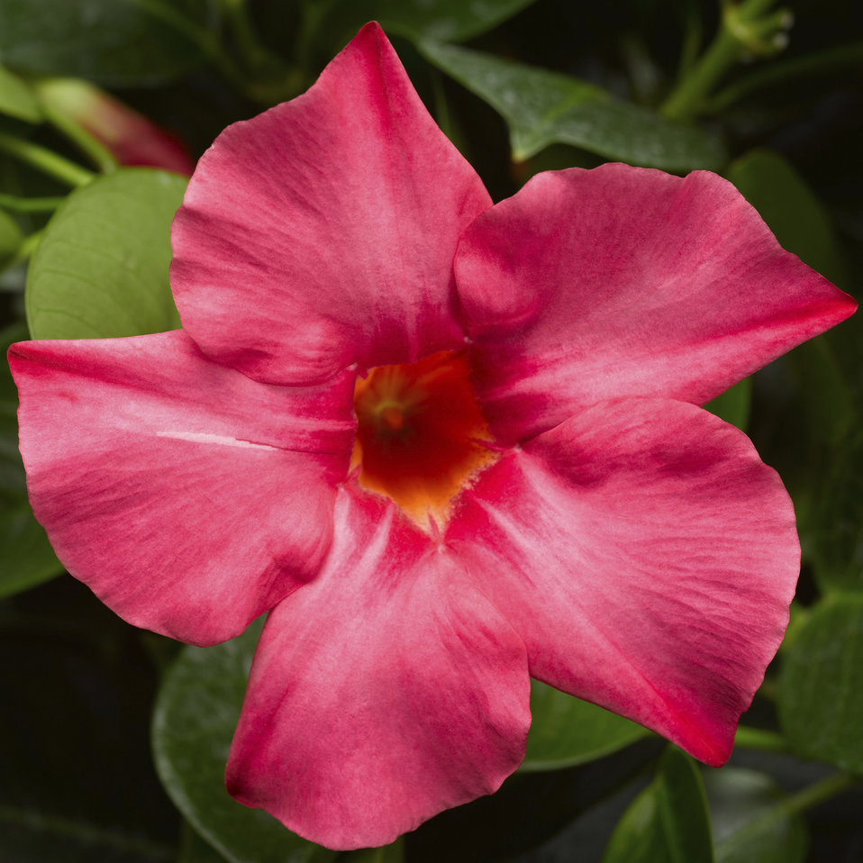 Bombshell™ Coral Pink - Mandevilla hybrid | Proven Winners