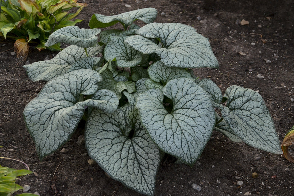 'Queen of Hearts' - Heartleaf Brunnera - Brunnera macrophylla | Proven ...