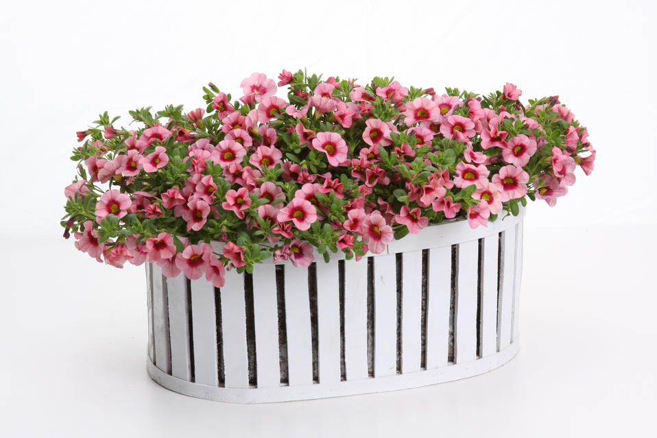 Images for Superbells® Strawberry Punch™ - Calibrachoa hybrid | Proven ...