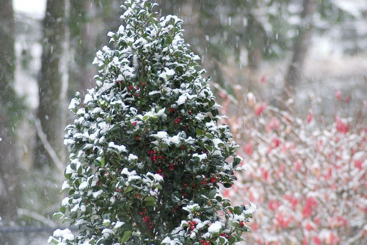 Castle Spire® - Blue Holly - Ilex x meserveae | Proven Winners