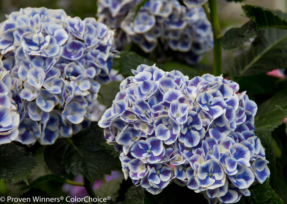 Cityline® Mars - Bigleaf hydrangea - Hydrangea macrophylla | Proven Winners