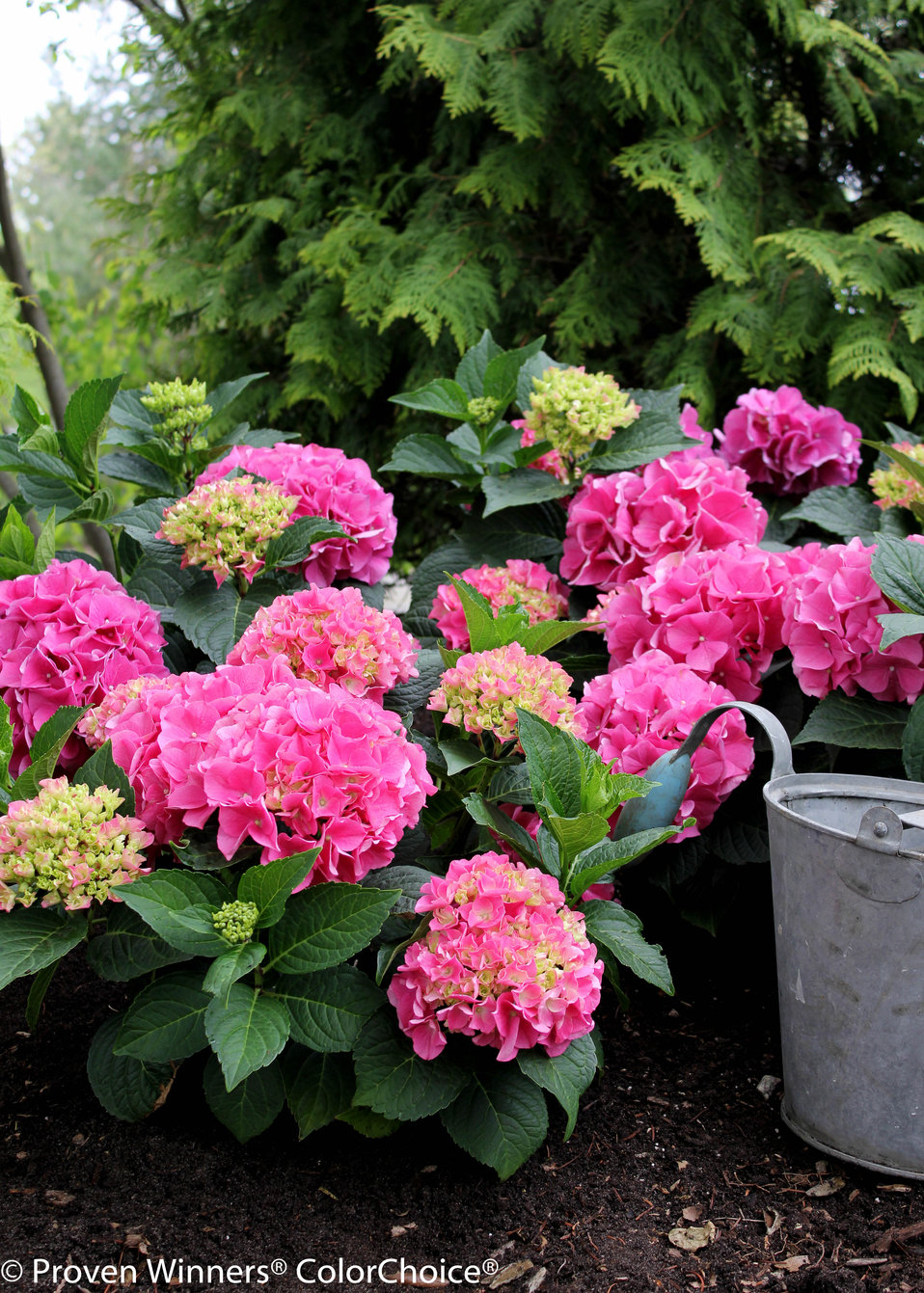 Images for Cityline® Vienna - Bigleaf Hydrangea - Hydrangea macrophylla ...