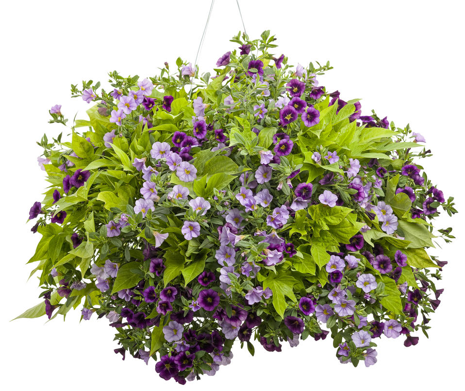 Images for Superbells® Miss Lilac - Calibrachoa hybrid | Proven Winners