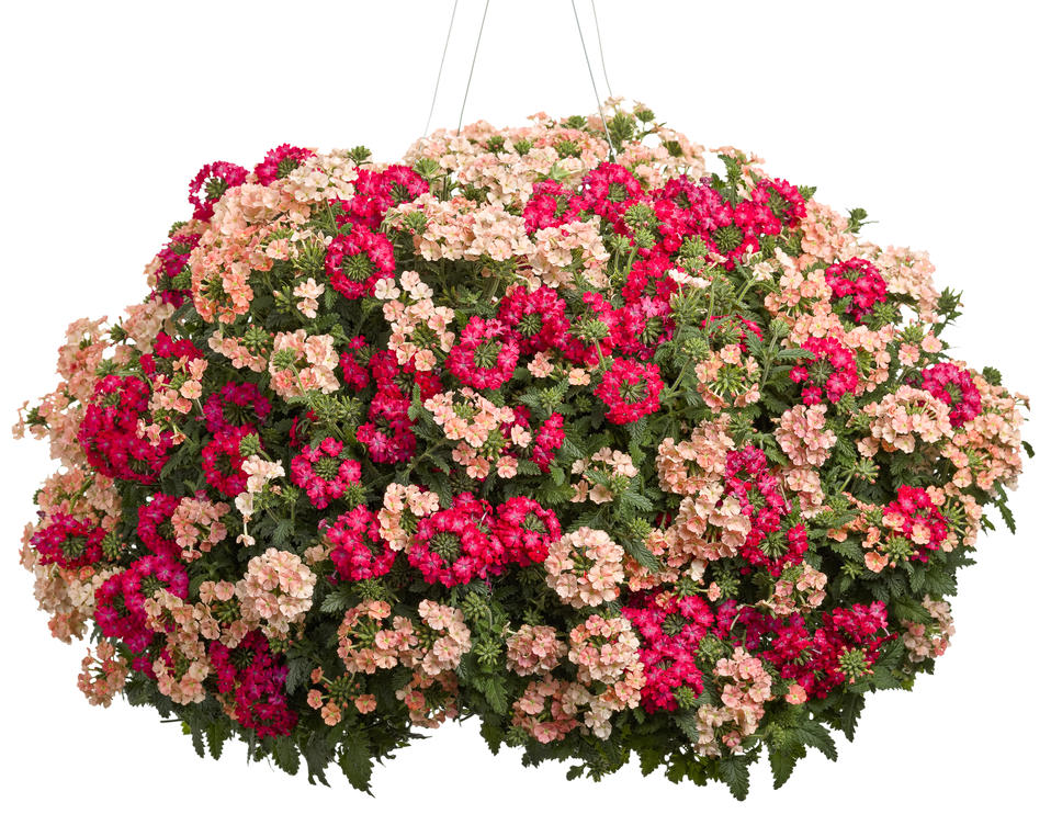 Images for Superbena Royale® Iced Cherry - Verbena hybrid | Proven Winners