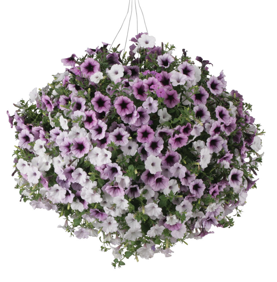 Images for Supertunia® Silver - Petunia hybrid | Proven Winners