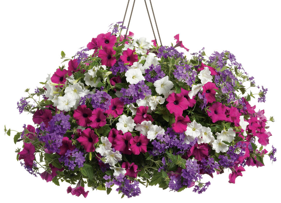 Images for Superbena® Dark Blue - Verbena hybrid | Proven Winners