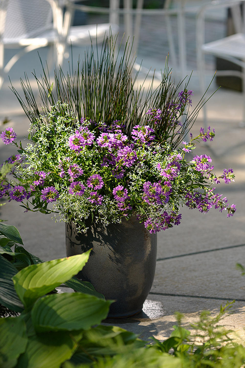 Images for Graceful Grasses® Blue Mohawk® - Soft Rush - Juncus inflexus ...
