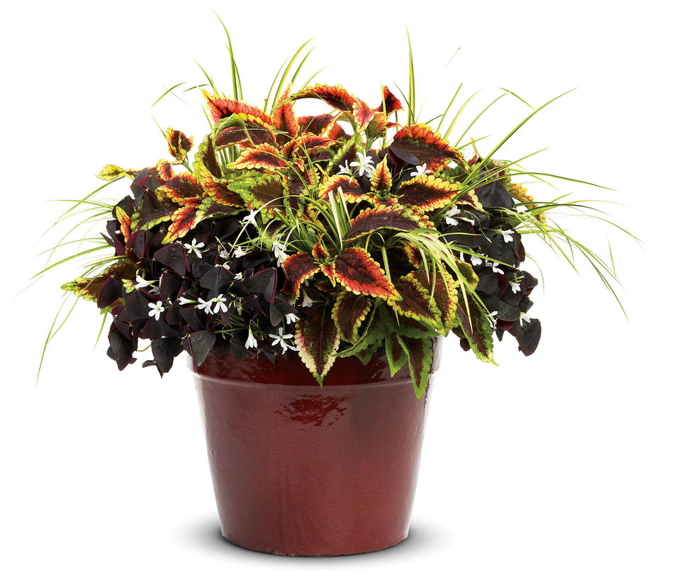 Images for Graceful Grasses® 'Ogon' - Golden Variegated Sweet Flag ...
