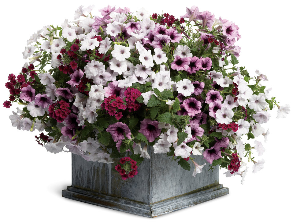 Sangria | Proven Winners