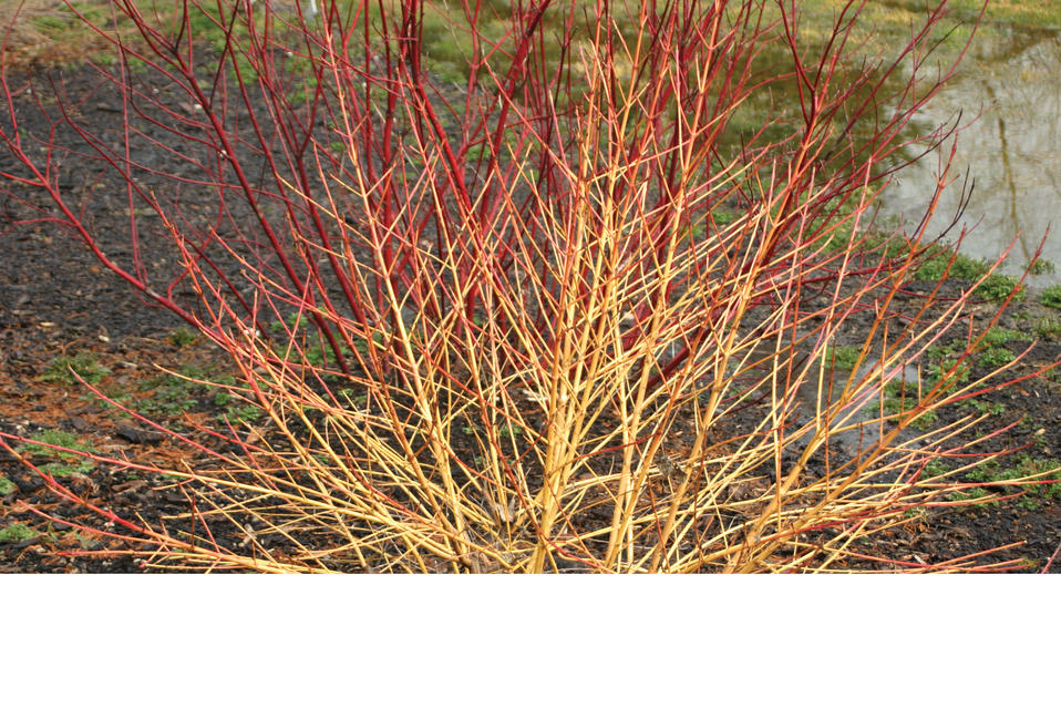 Images for Arctic Sun® - Dogwood - Cornus sanguinea | Proven Winners