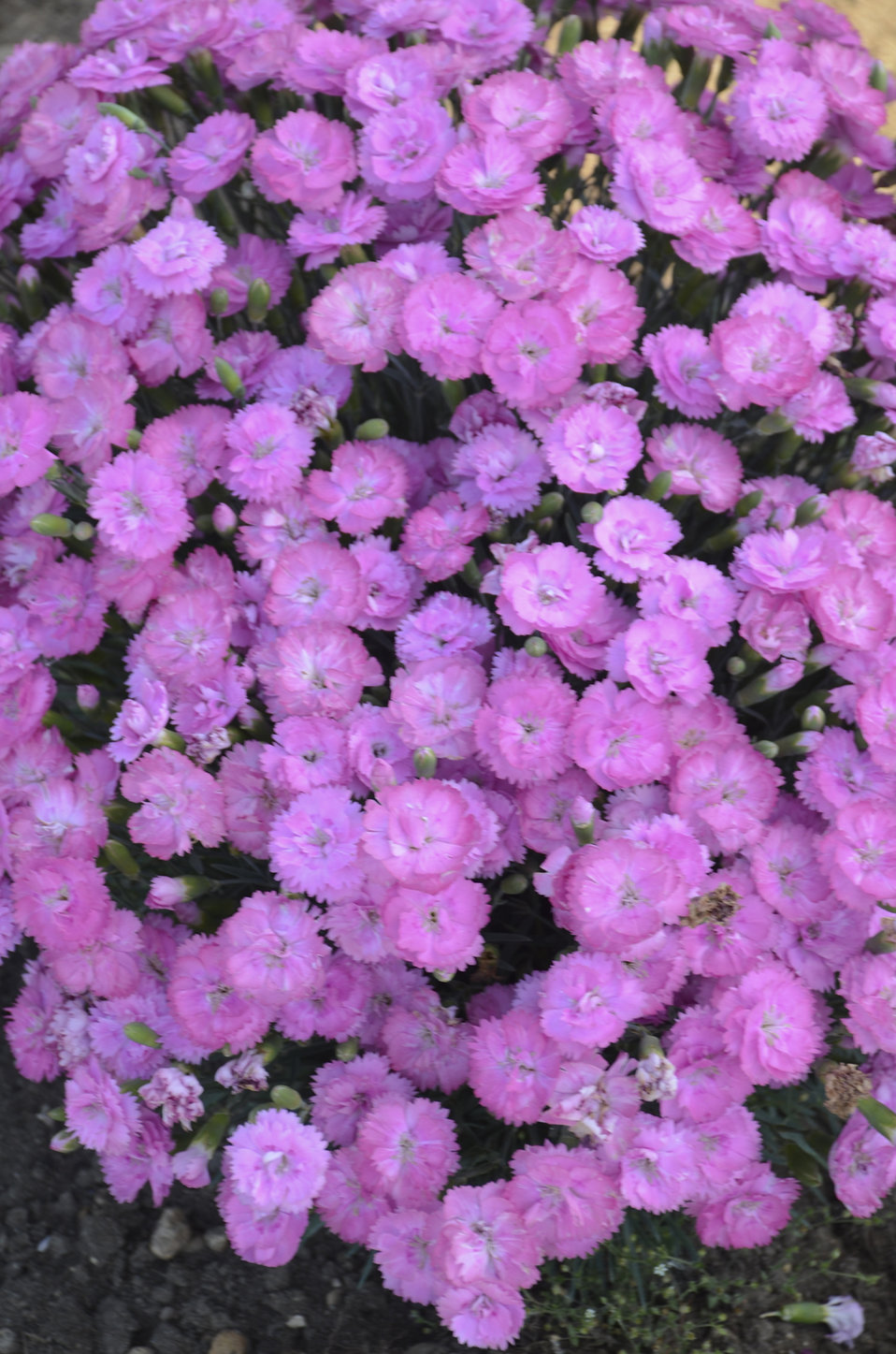 Fruit Punch® 'Sweetie Pie' - Pinks - Dianthus hybrid | Proven Winners