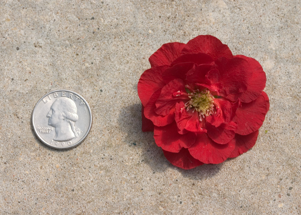 Images for Double Take® Scarlet - Quince - Chaenomeles speciosa ...