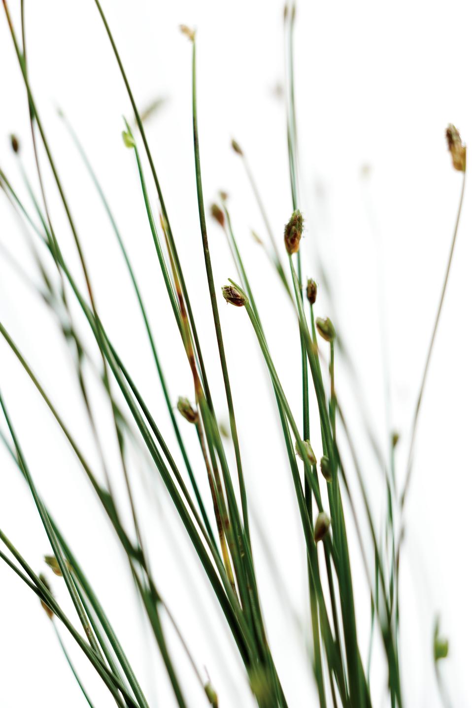 Images for Graceful Grasses® Fiber Optic Grass - Isolepis (Scirpus ...