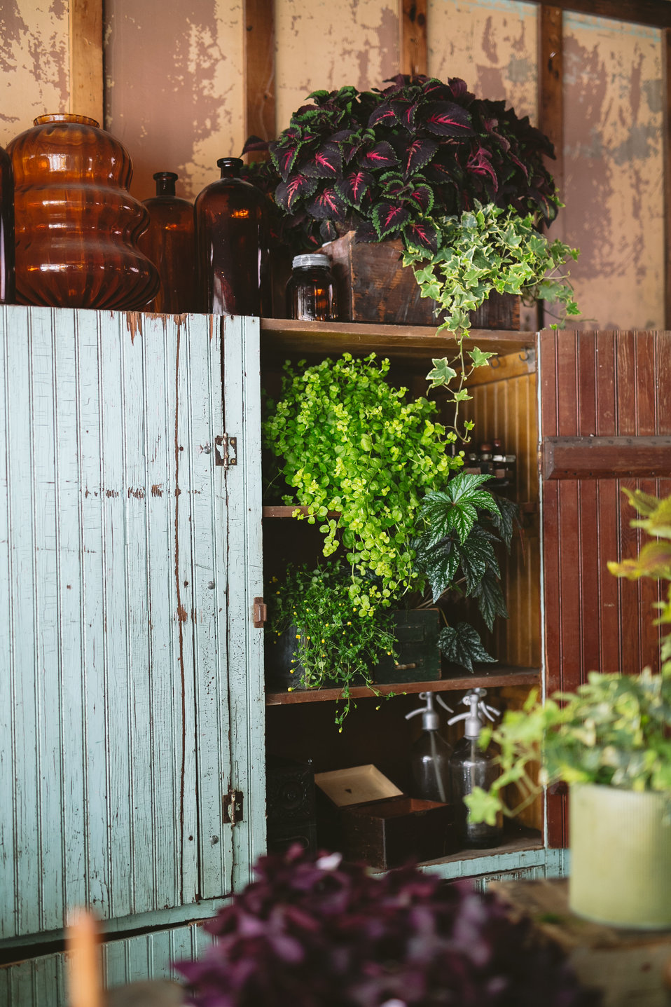 Images for Yellow Ripple - Ivy - Hedera helix | Proven Winners