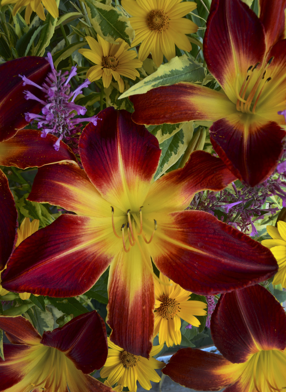 Images for Rainbow Rhythm® 'Ruby Spider' - Daylily - Hemerocallis ...