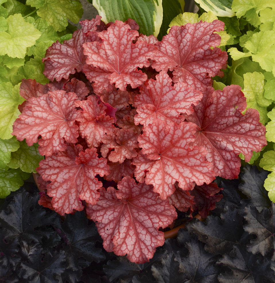 Primo® 'Peachberry Ice' - Coral Bells - Heuchera hybrid | Proven Winners