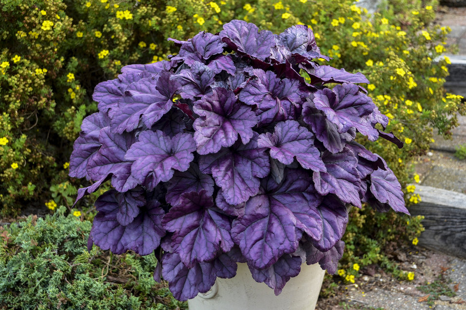 Dolce® 'Wildberry' - Coral Bells - Heuchera hybrid | Proven Winners