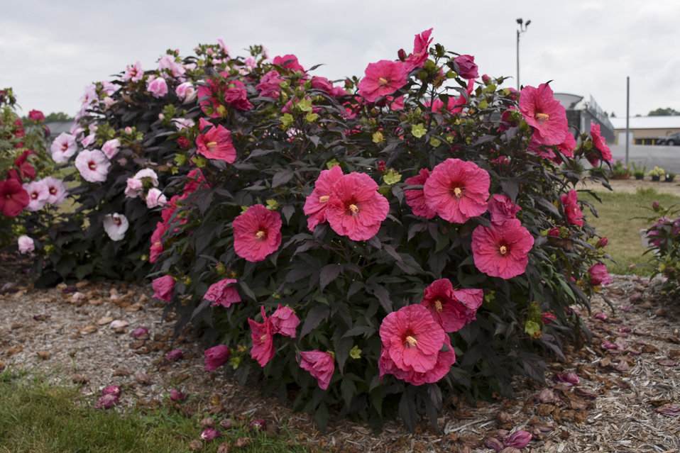 Summerific® 'Evening Rose' - Rose Mallow - Hibiscus hybrid | Proven Winners